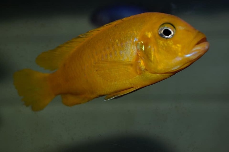 Maylandia sp. 'msobo' Magunga; Metriaclima sp. 'msobo' Magunga