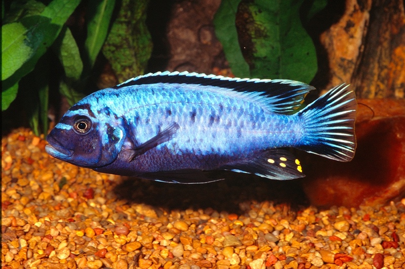 Maylandia sp. 'msobo' Magunga; Metriaclima sp. 'msobo' Magunga