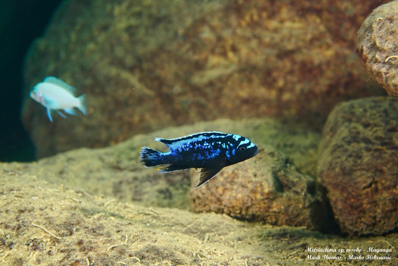 Maylandia sp. 'msobo' Magunga; Metriaclima sp. 'msobo' Magunga