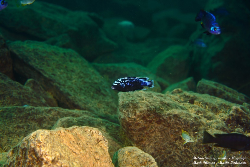 Maylandia sp. 'msobo' Magunga; Metriaclima sp. 'msobo' Magunga