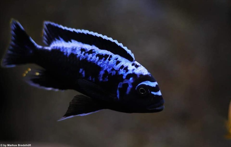 Maylandia sp. 'msobo' Magunga; Metriaclima sp. 'msobo' Magunga