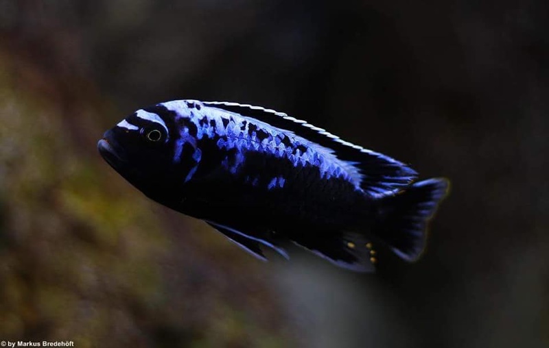 Maylandia sp. 'msobo' Magunga; Metriaclima sp. 'msobo' Magunga