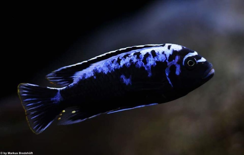 Maylandia sp. 'msobo' Magunga; Metriaclima sp. 'msobo' Magunga