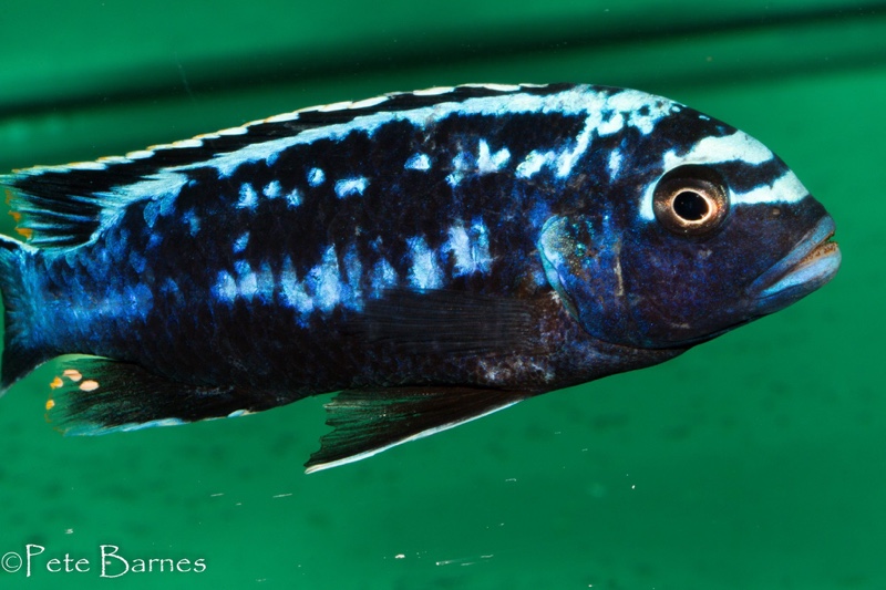 Maylandia sp. 'msobo' Magunga; Metriaclima sp. 'msobo' Magunga