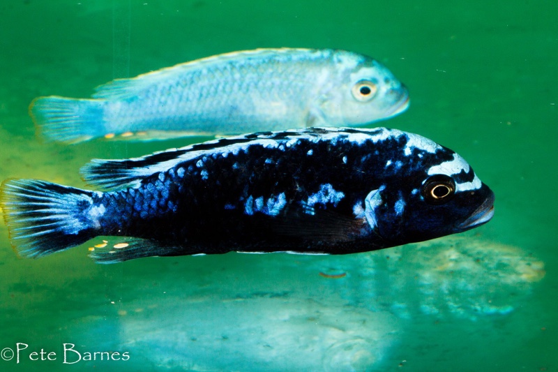 Maylandia sp. 'msobo' Magunga; Metriaclima sp. 'msobo' Magunga