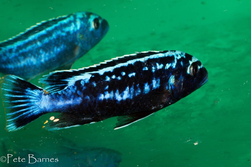 Maylandia sp. 'msobo' Magunga; Metriaclima sp. 'msobo' Magunga