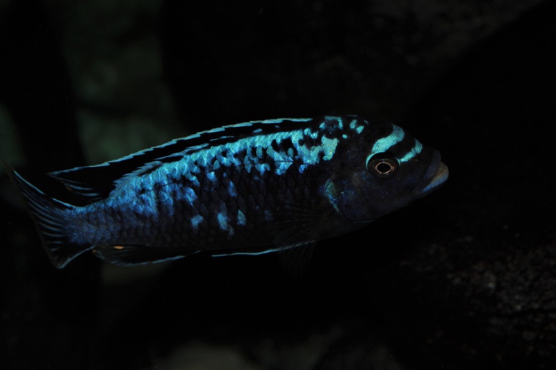 Maylandia sp. 'msobo' Magunga; Metriaclima sp. 'msobo' Magunga