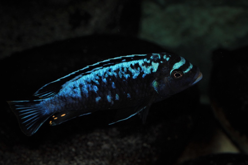 Maylandia sp. 'msobo' Magunga; Metriaclima sp. 'msobo' Magunga