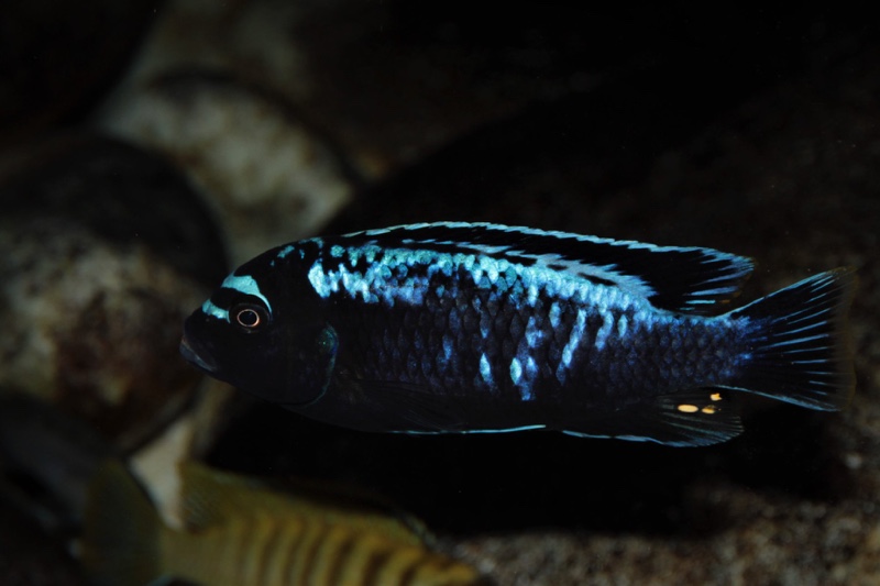 Maylandia sp. 'msobo' Magunga; Metriaclima sp. 'msobo' Magunga