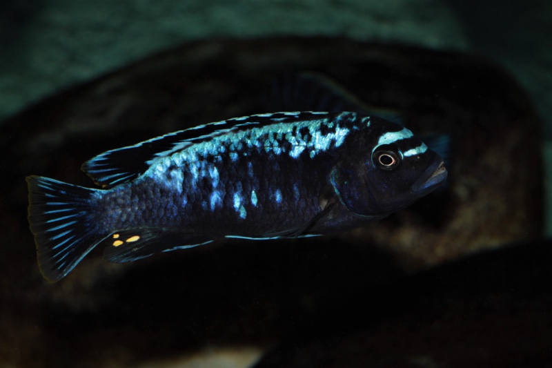 Maylandia sp. 'msobo' Magunga; Metriaclima sp. 'msobo' Magunga