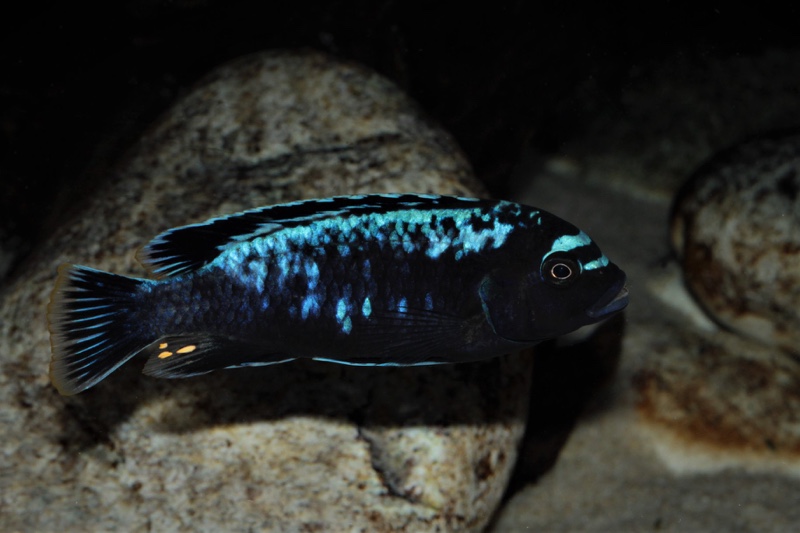 Maylandia sp. 'msobo' Magunga; Metriaclima sp. 'msobo' Magunga