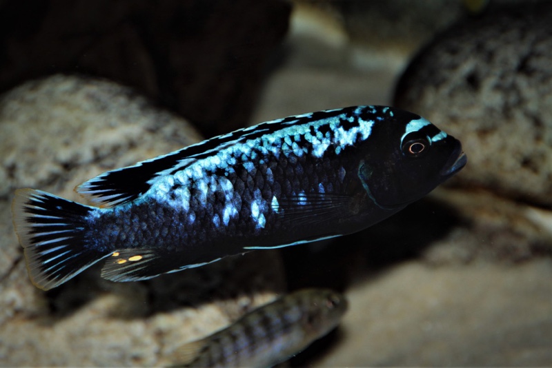 Maylandia sp. 'msobo' Magunga; Metriaclima sp. 'msobo' Magunga