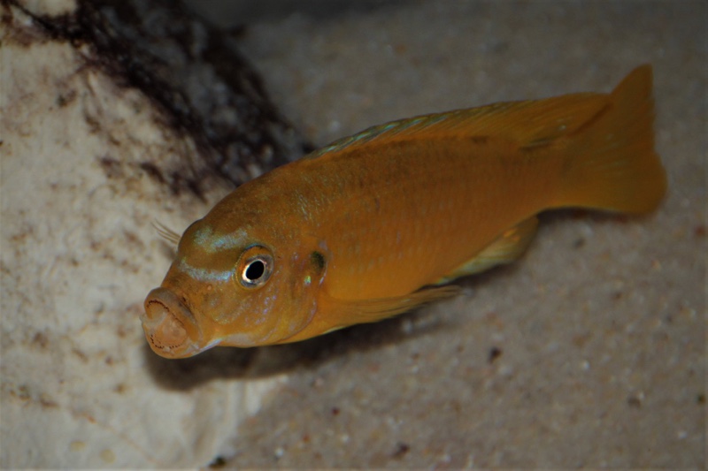 Maylandia sp. 'msobo' Magunga; Metriaclima sp. 'msobo' Magunga