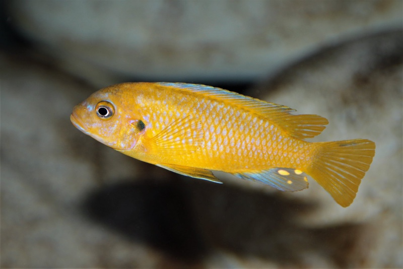 Maylandia sp. 'msobo' Magunga; Metriaclima sp. 'msobo' Magunga