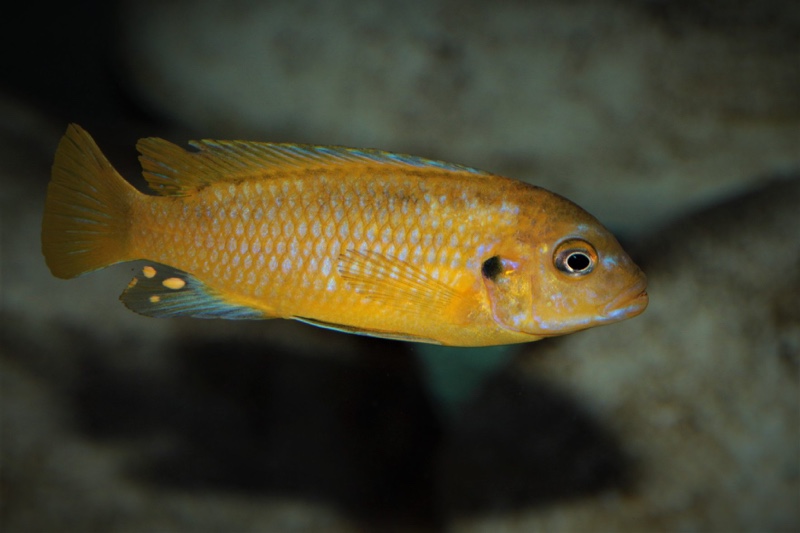 Maylandia sp. 'msobo' Magunga; Metriaclima sp. 'msobo' Magunga