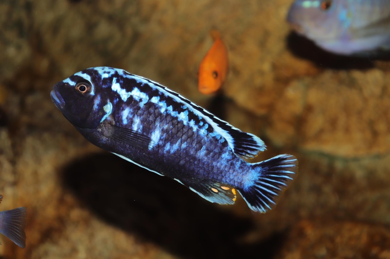 Maylandia sp. 'msobo' Magunga; Metriaclima sp. 'msobo' Magunga