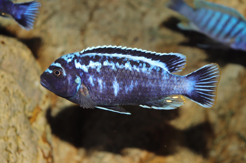 Maylandia sp. 'msobo' Magunga; Metriaclima sp. 'msobo' Magunga