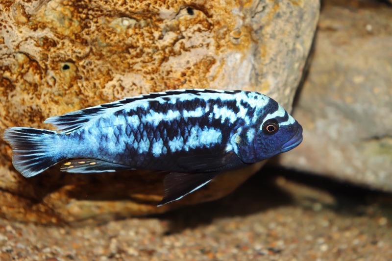 Maylandia sp. 'msobo' Magunga; Metriaclima sp. 'msobo' Magunga