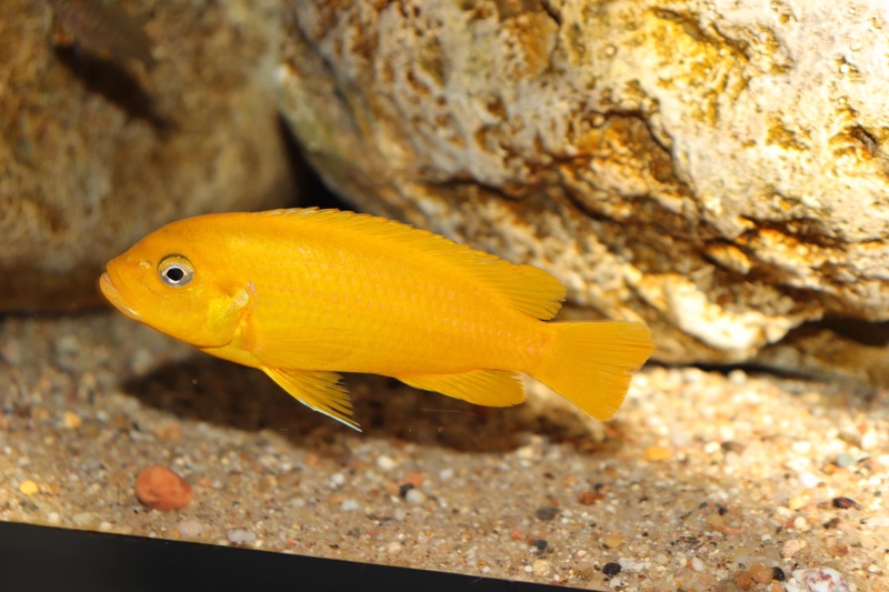 Maylandia sp. 'msobo' Magunga; Metriaclima sp. 'msobo' Magunga