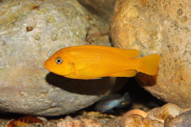 Maylandia sp. 'msobo' Magunga; Metriaclima sp. 'msobo' Magunga