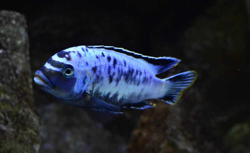 Maylandia sp. 'msobo' Magunga; Metriaclima sp. 'msobo' Magunga