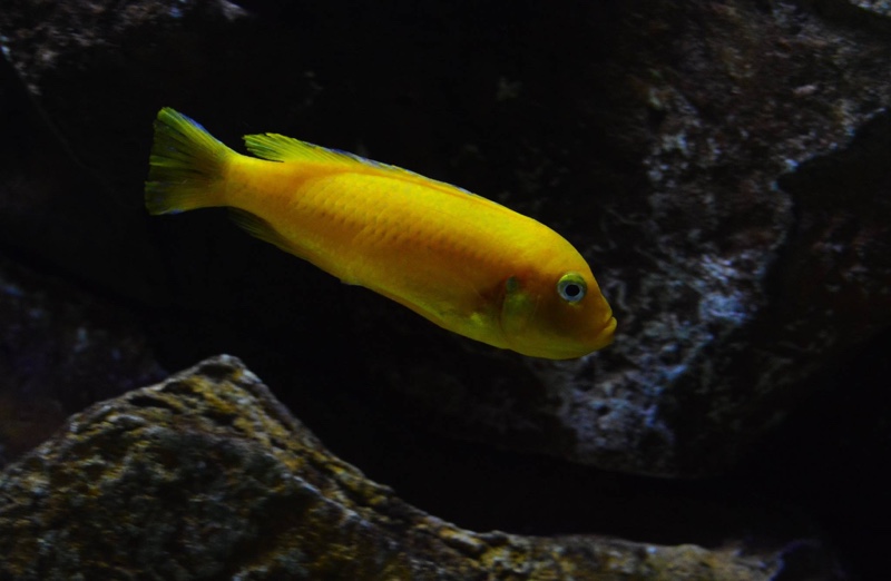 Maylandia sp. 'msobo' Magunga; Metriaclima sp. 'msobo' Magunga