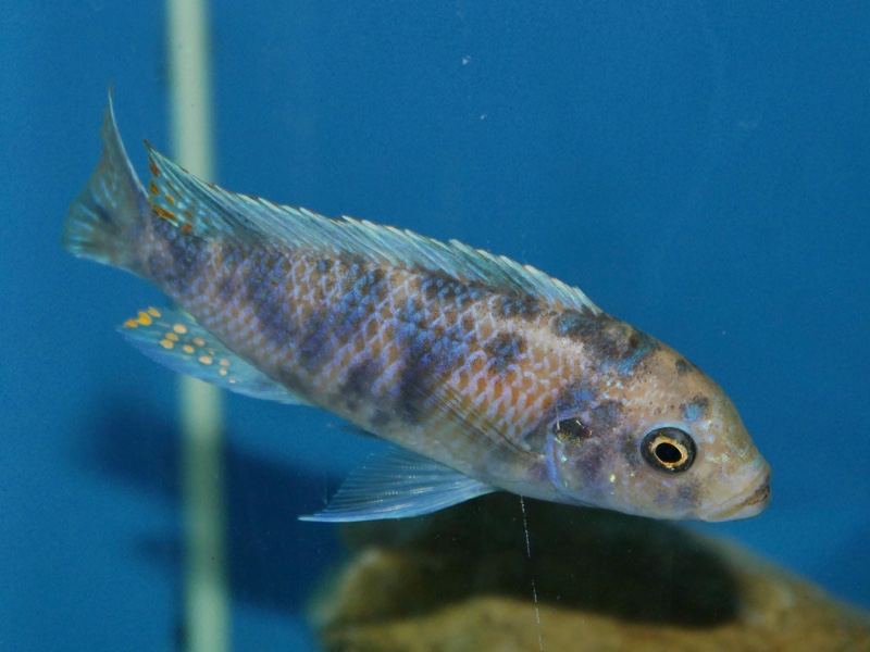 Maylandia zebra 'Jalo Reef'; Metriaclima zebra 'Jalo Reef'