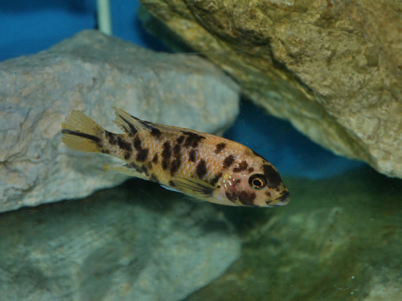 Maylandia zebra 'Jalo Reef'; Metriaclima zebra 'Jalo Reef'