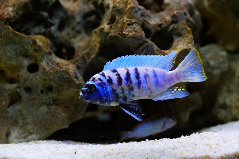 Maylandia zebra 'Magunga'; Metriaclima zebra 'Magunga'