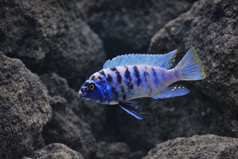 Maylandia zebra 'Magunga'; Metriaclima zebra 'Magunga'