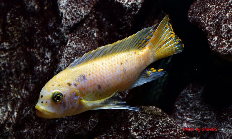 Maylandia zebra 'Nkhata Bay'; Metriaclima zebra 'Nkhata Bay'
