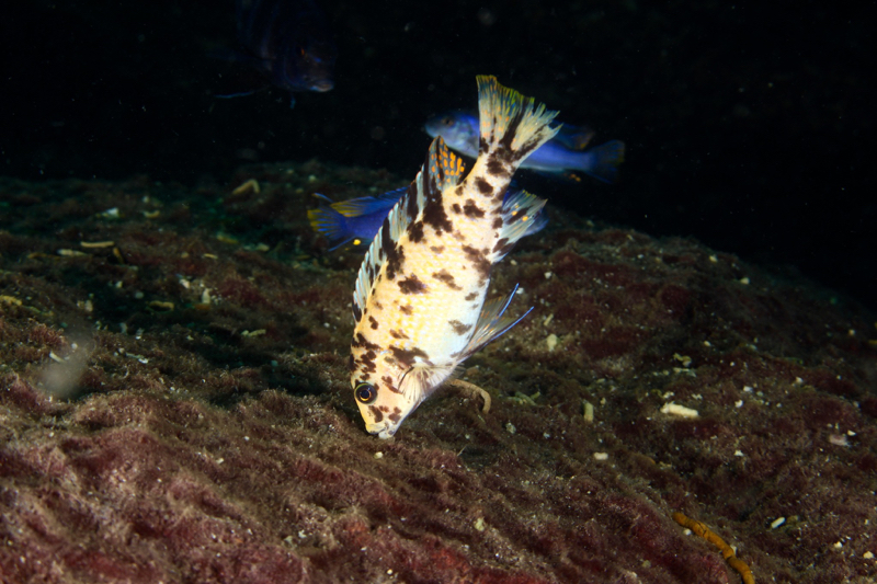 Maylandia zebra 'Taiwanee Reef'; Metriaclima zebra 'Taiwanee Reef'