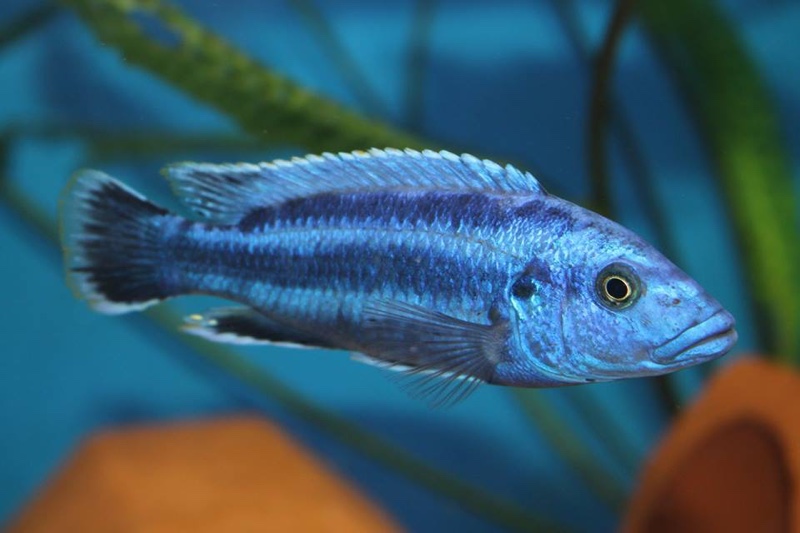 Melanochromis kaskazini (unknown locality)