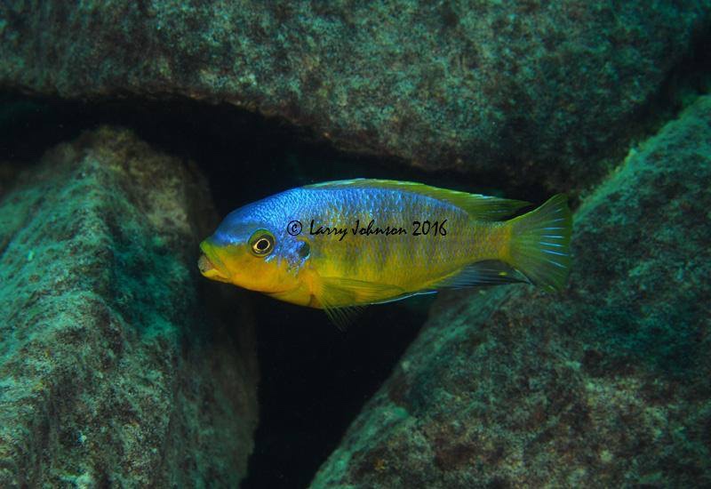 Petrotilapia flaviventris 'Machili Island'