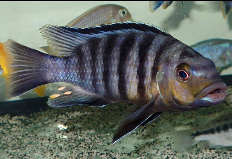 Petrotilapia genalutea 'Magunga'