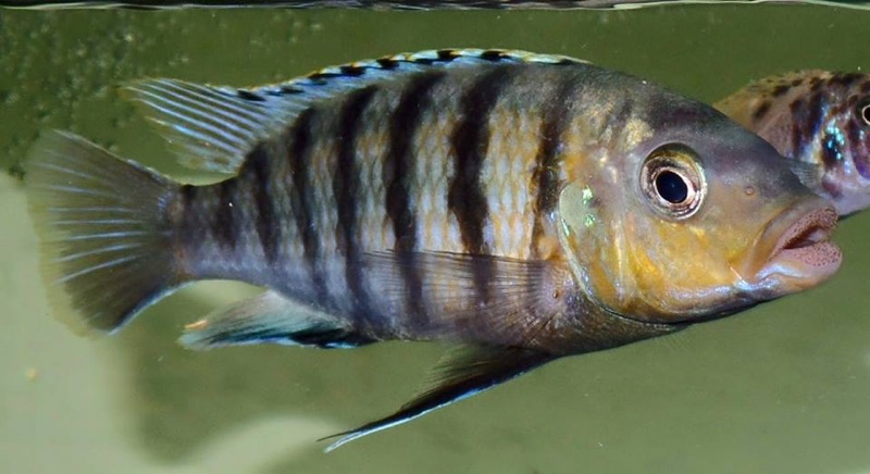 Petrotilapia genalutea 'Magunga'
