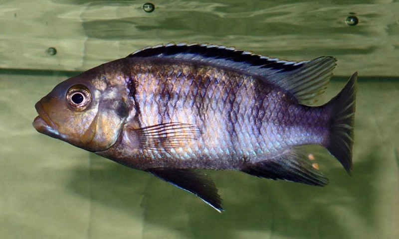 Petrotilapia genalutea 'Magunga'