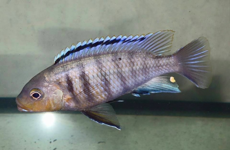 Petrotilapia genalutea 'Magunga'
