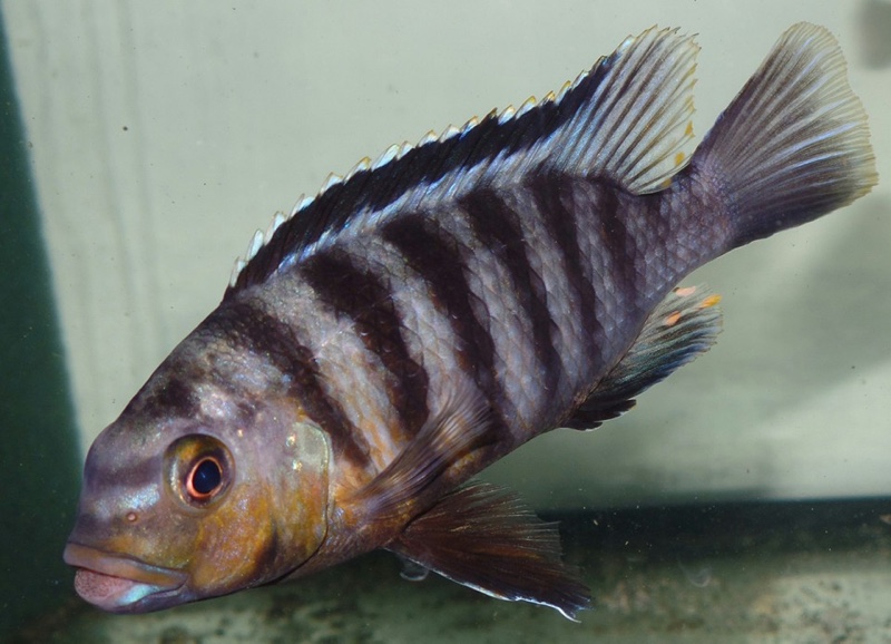 Petrotilapia genalutea 'Magunga'