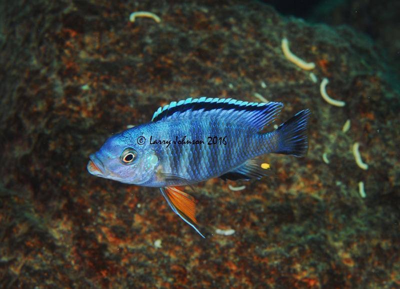 Petrotilapia pyroscelos 'Machili Island'