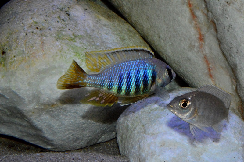 Placidochromis sp. 'jalo' Jalo Reef