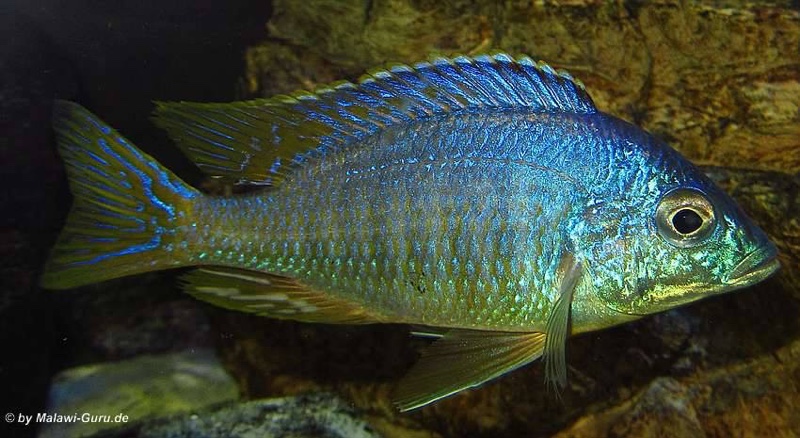 Placidochromis sp. 'jalo' Jalo Reef