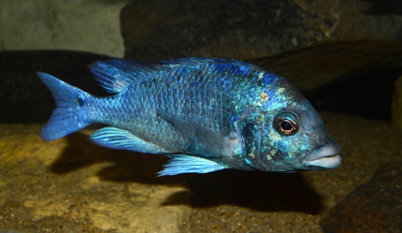Placidochromis sp. 'phenochilus gissel' Liwani