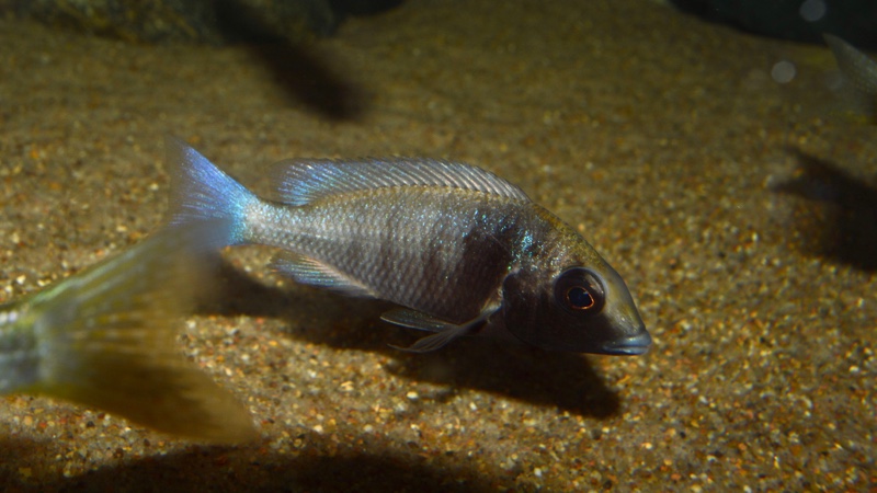 Placidochromis sp. 'phenochilus gissel' Liwani