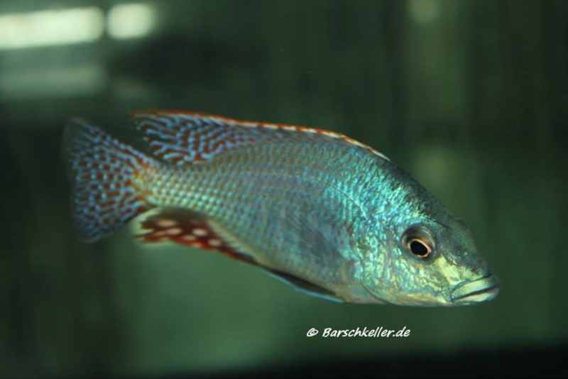 Protomelas similis (unknown locality)