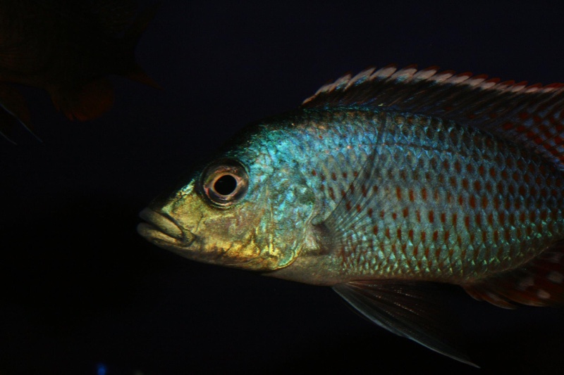 Protomelas similis (unknown locality)