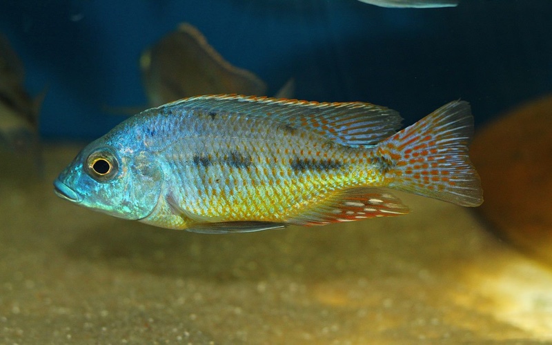 Protomelas similis (unknown locality)