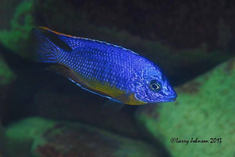 Protomelas sp. 'steveni imperial' Border