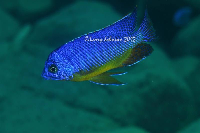 Protomelas sp. 'steveni imperial' Border