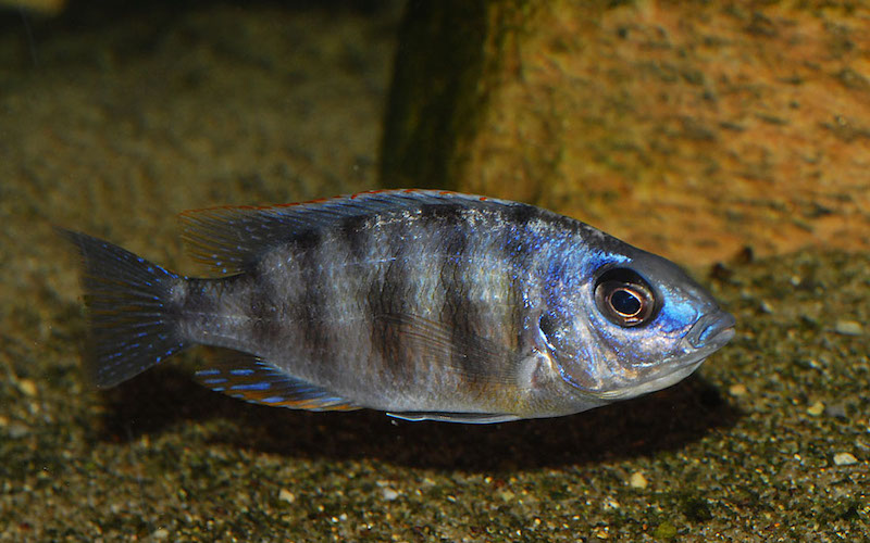 Protomelas sp. 'steveni taiwan' Higga Reef